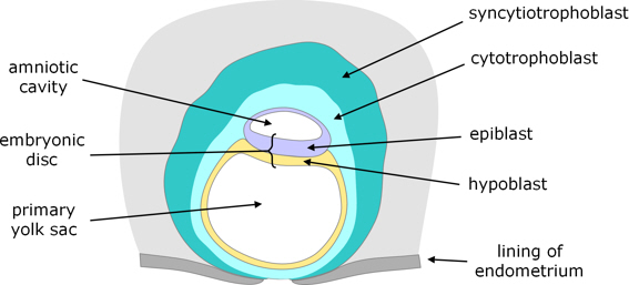 Embryonic Disc Diagram Female Reproductive System: The Histology Guide